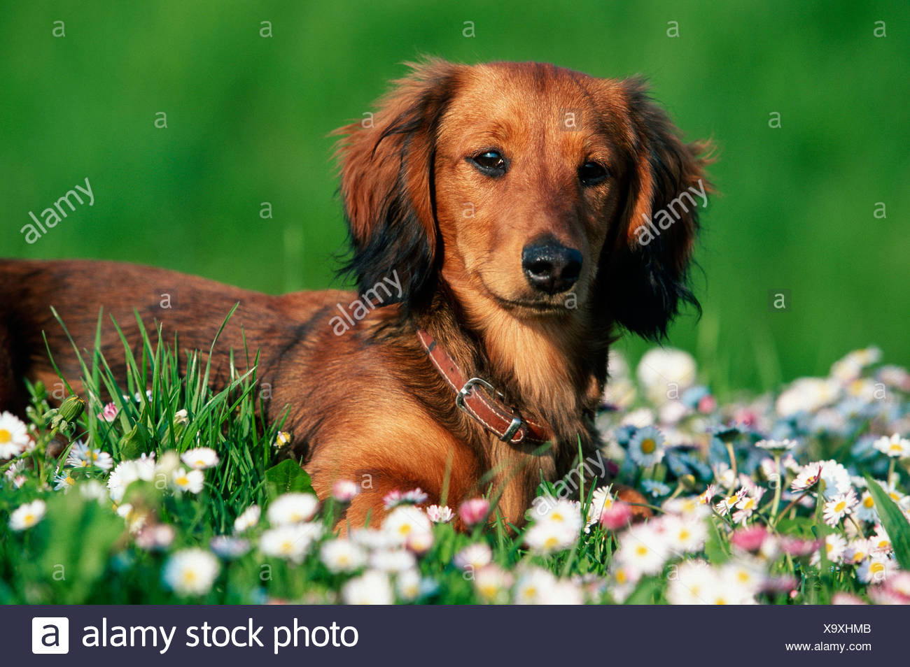 Lying Longhaired Dachshund Stockfotos und -bilder Kaufen - Alamy