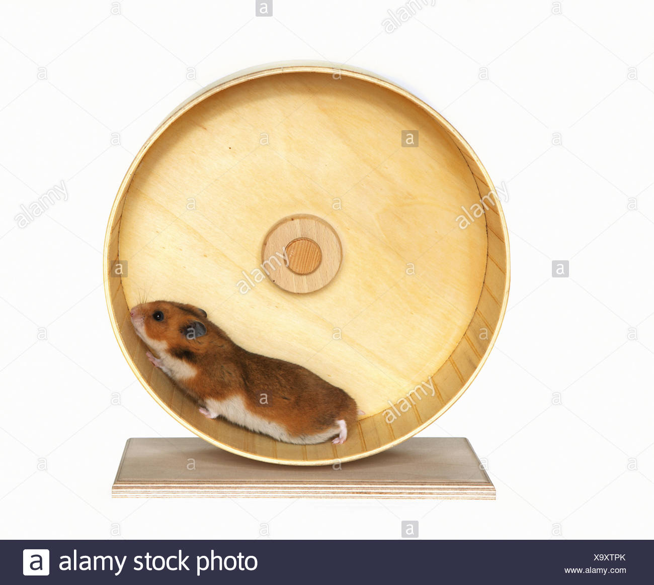Goldhamster Laufrad Stockfotos und -bilder Kaufen - Alamy