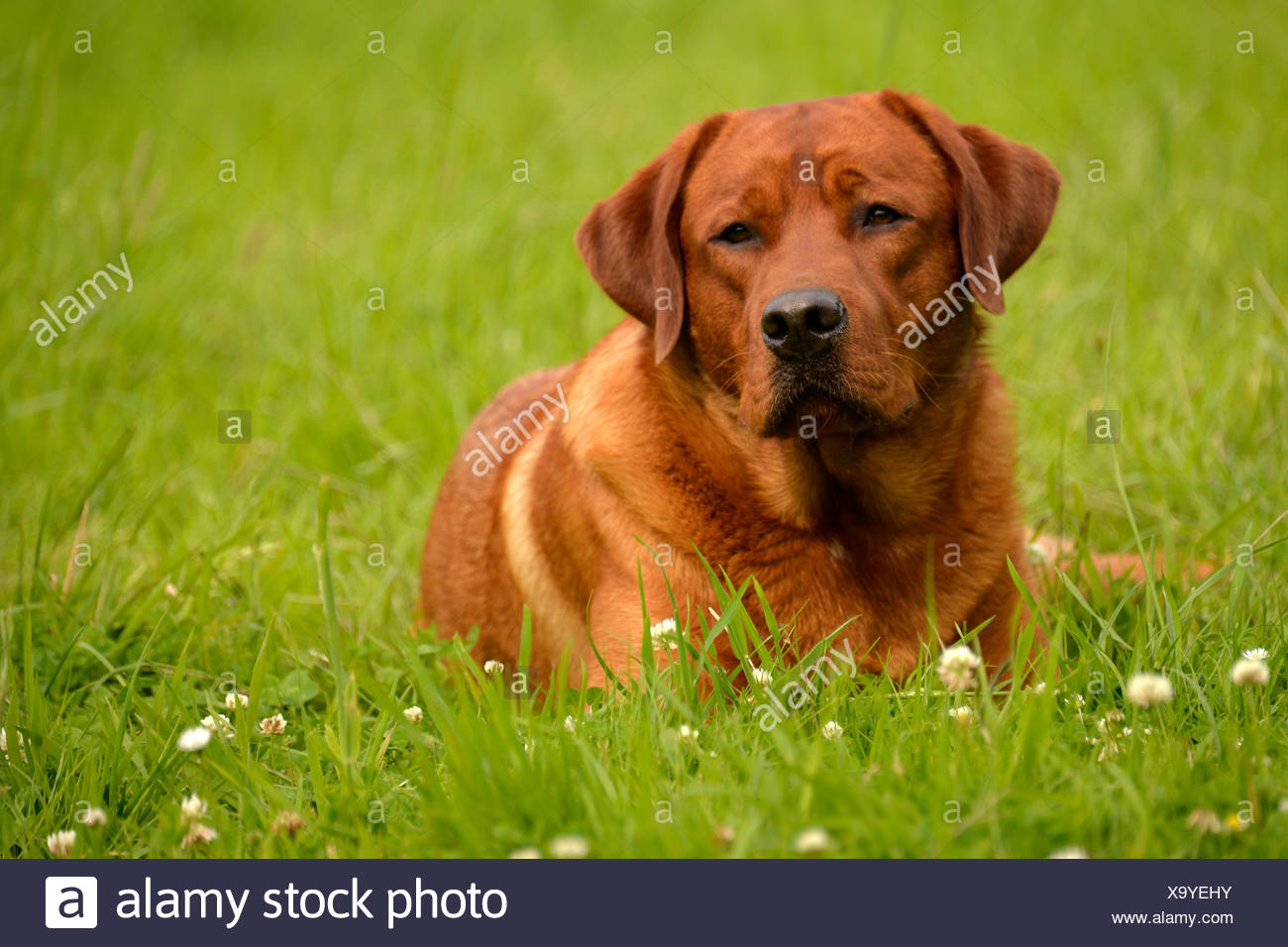 Fuchs Rot Labrador Retriever Stockfotos und -bilder Kaufen - Alamy