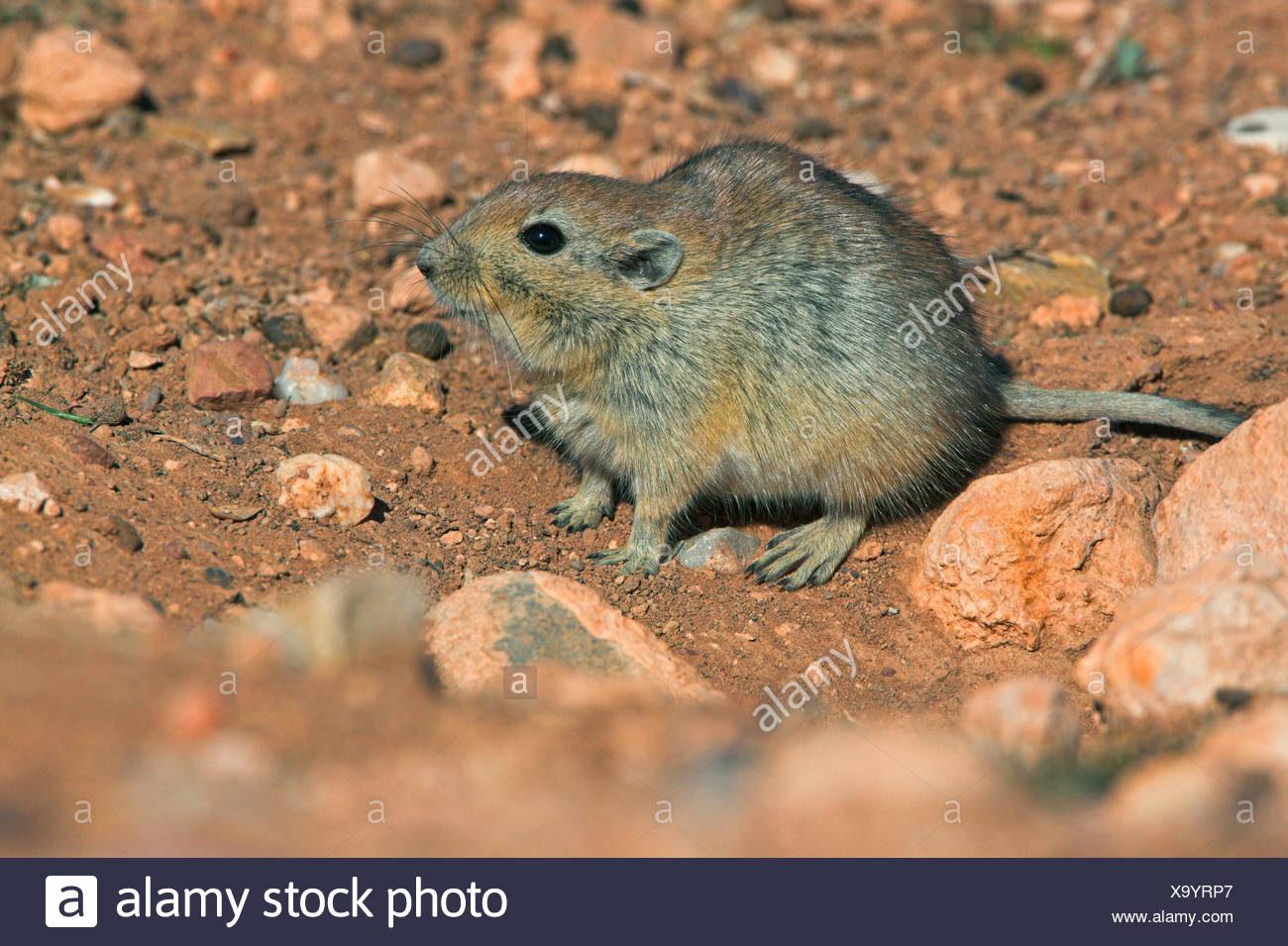 Fette Sandratte Stockfotos und -bilder Kaufen - Alamy