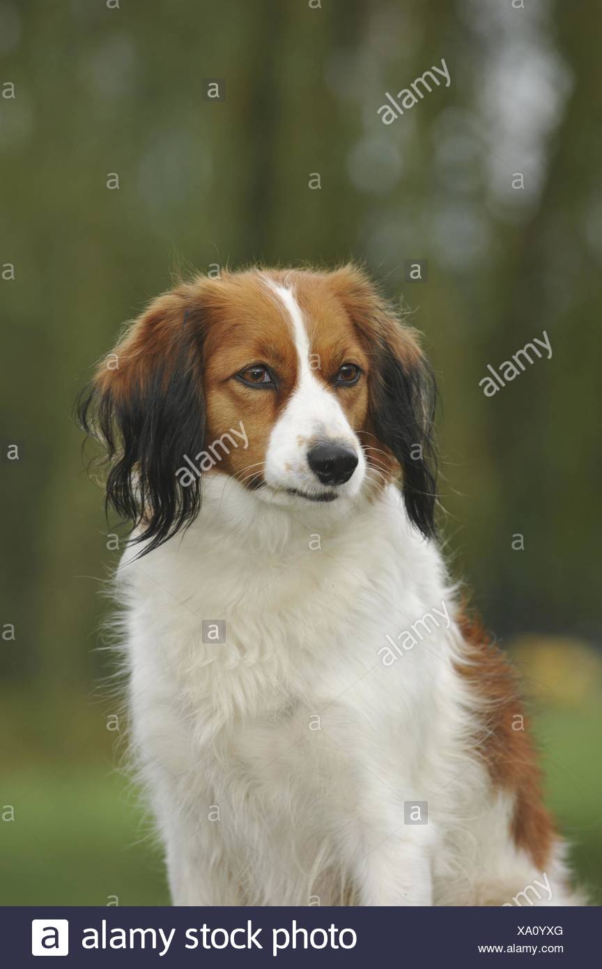 Kooiker Hund Stockfotos und -bilder Kaufen - Alamy