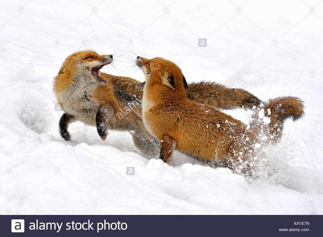 Rotfuchs Vulpes Vulpes Im Schnee Stockfotos und -bilder Kaufen - Alamy