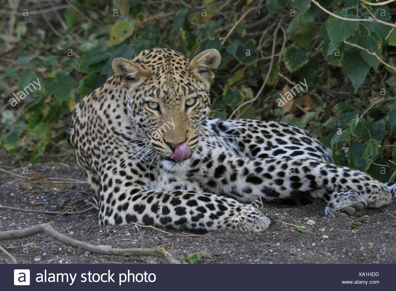 Leopard Tongue Out Stockfotos & Leopard Tongue Out Bilder - Alamy