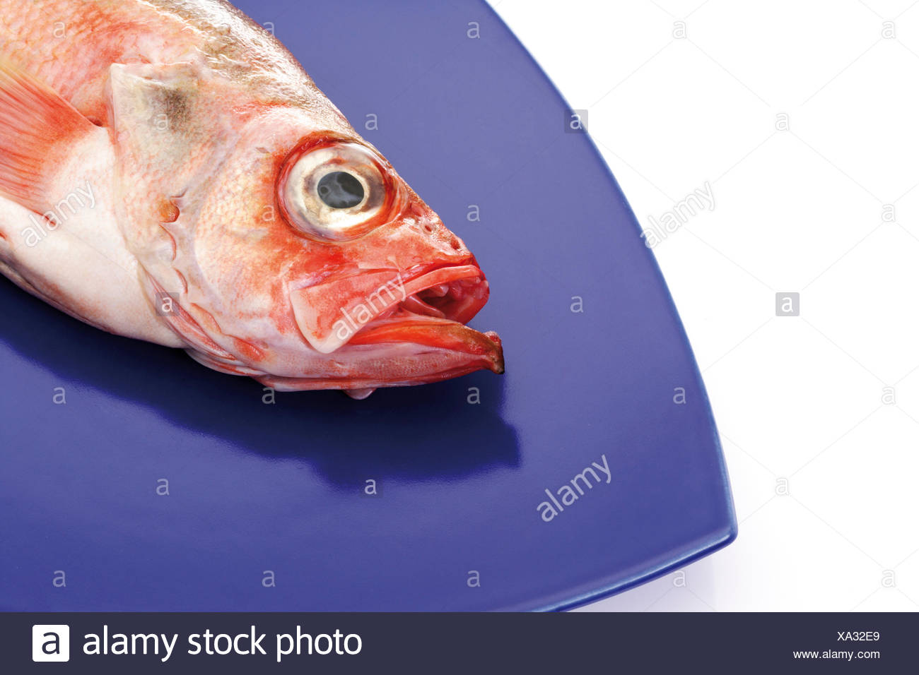Fischkopf Auf Dem Teller Stockfotos und -bilder Kaufen - Alamy