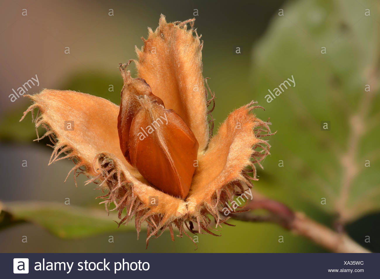 Buchecker Stockfotos und -bilder Kaufen - Alamy
