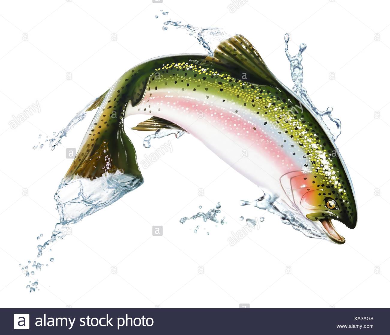 Fish Jumping Out Water Splashes Stockfotos & Fish Jumping Out Water ...