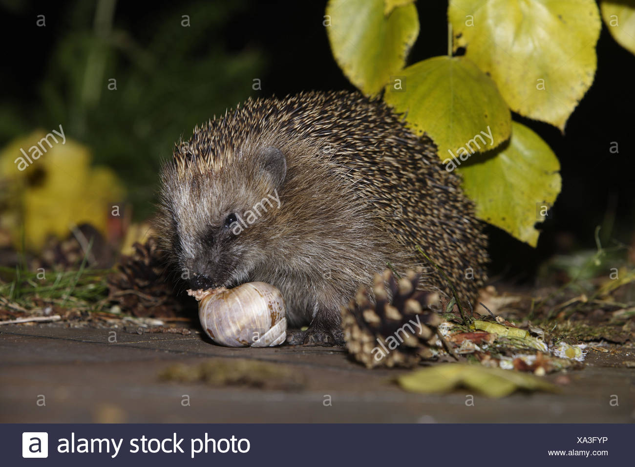 Hedgehog Snail Stockfotos und -bilder Kaufen - Alamy