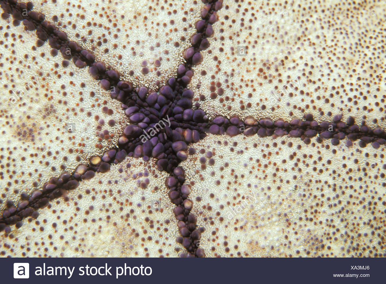 Seestern Mund Stockfotos und -bilder Kaufen - Alamy