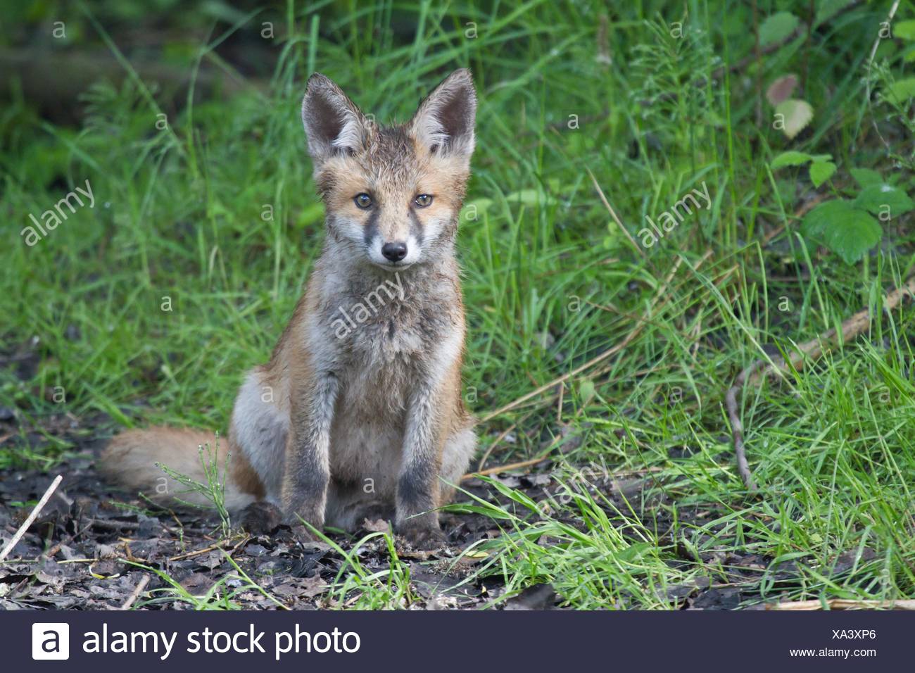 Fuchs Füchse Stockfotos & Fuchs Füchse Bilder - Alamy