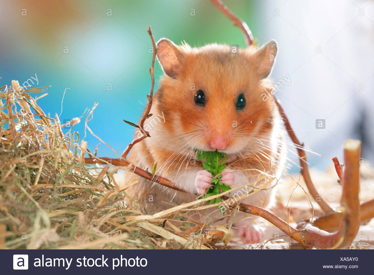 Golden Hamster (mesocricetus Auratus) Stockfotos und -bilder Kaufen ...
