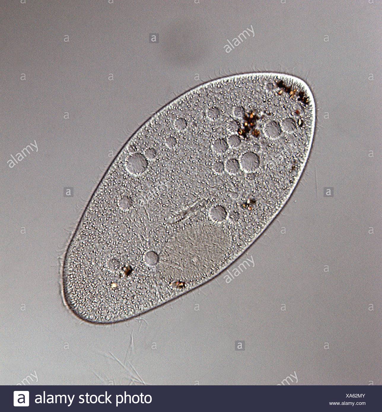 Stehendes Wasser Protozoon Stockfotos und -bilder Kaufen - Alamy