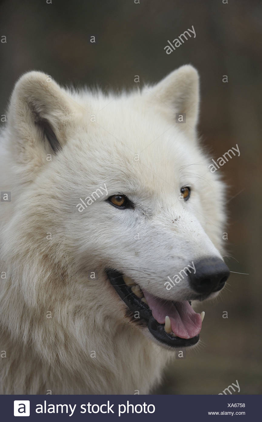 Weißer Wolf Zoo Stockfotos & Weißer Wolf Zoo Bilder - Alamy