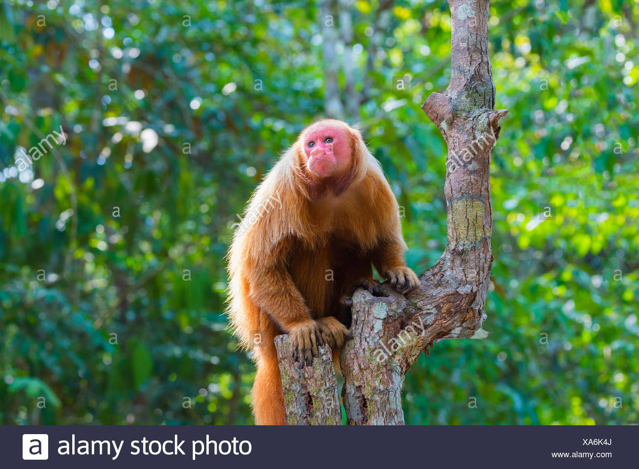 Red Uakari Monkeys Stockfotos und -bilder Kaufen - Alamy