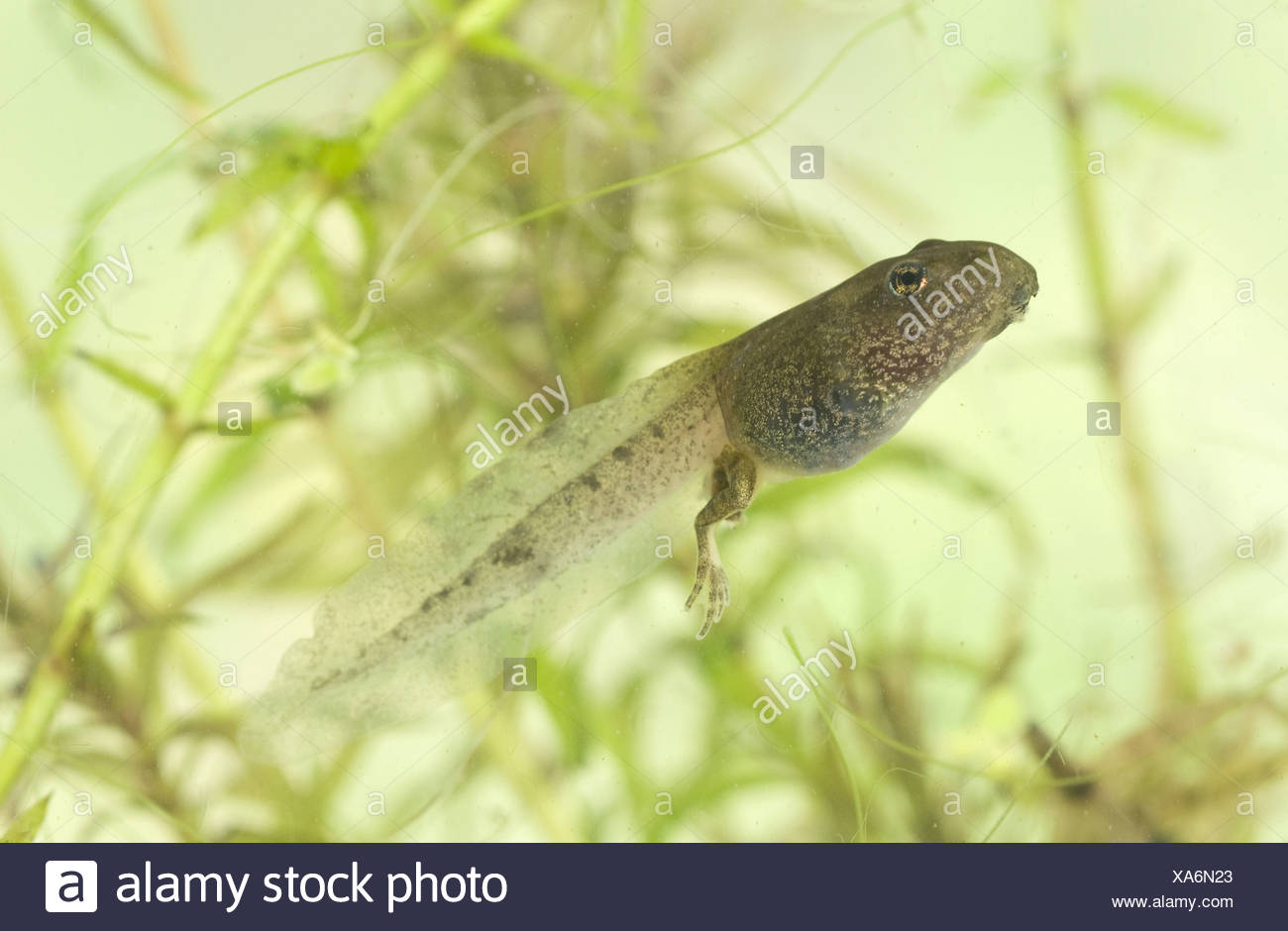 Grasfrosch Kaulquappe Mit Hinterbeinen Stockfotos und -bilder Kaufen ...