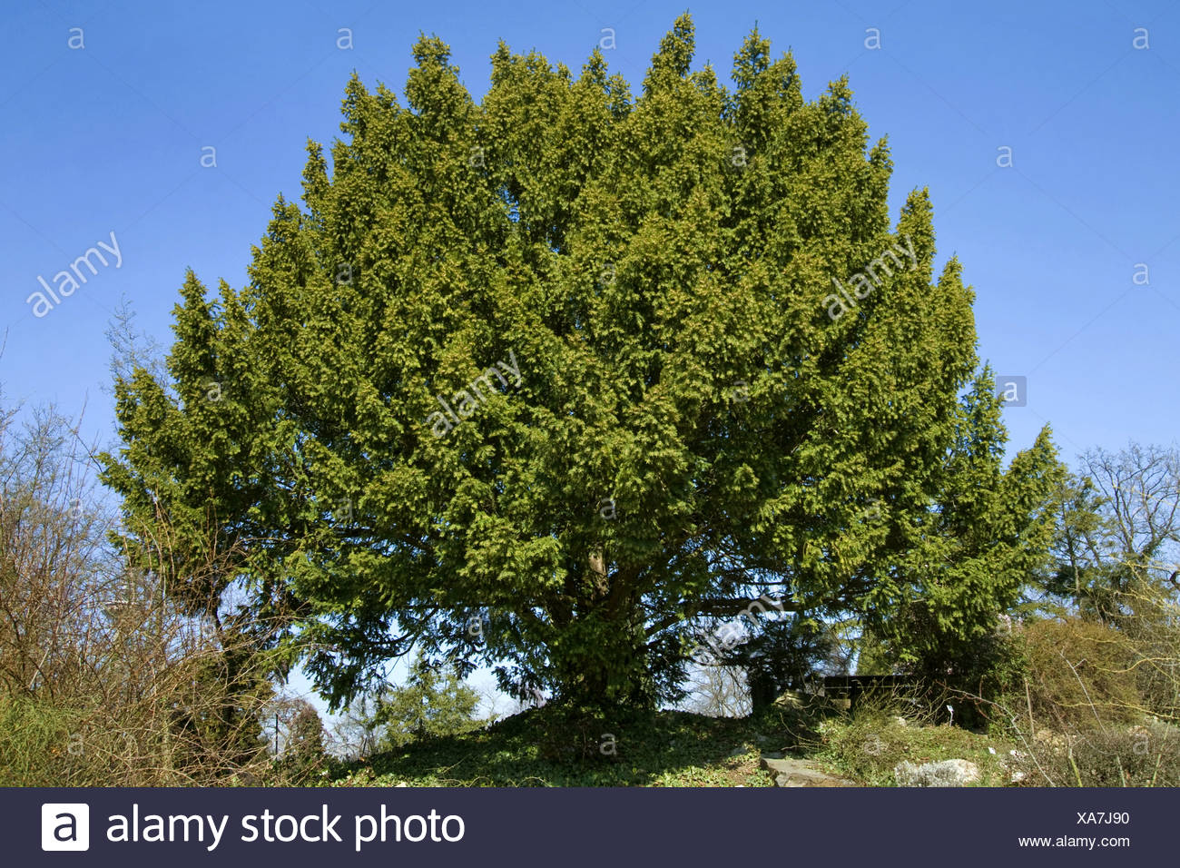 Gemeine Eibe Stockfotos und -bilder Kaufen - Alamy