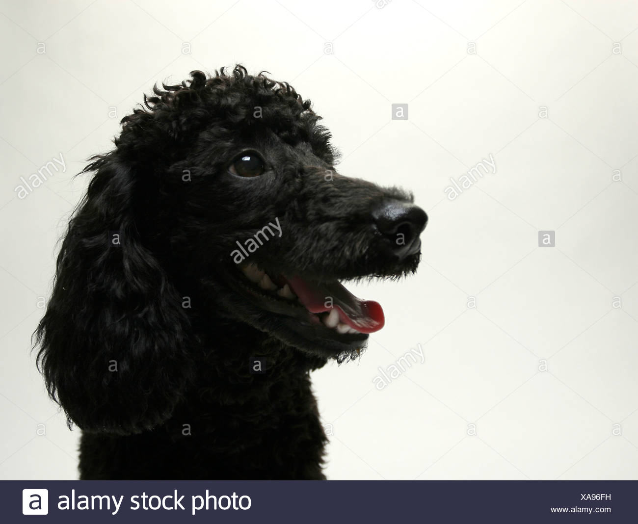 Schwarzer Pudel Stockfotos und -bilder Kaufen - Alamy