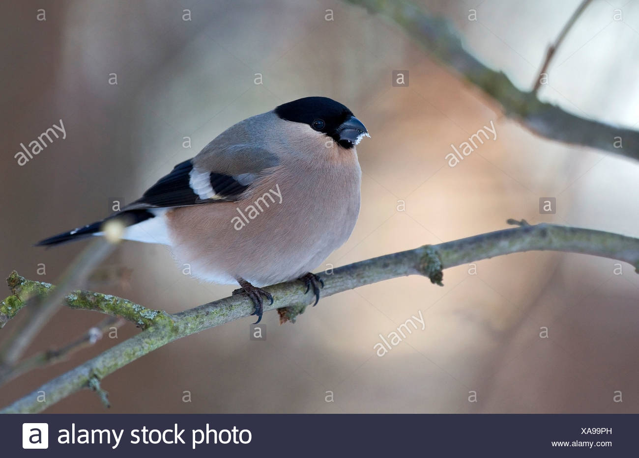 Gimpel Vogel Stockfotos und -bilder Kaufen - Alamy