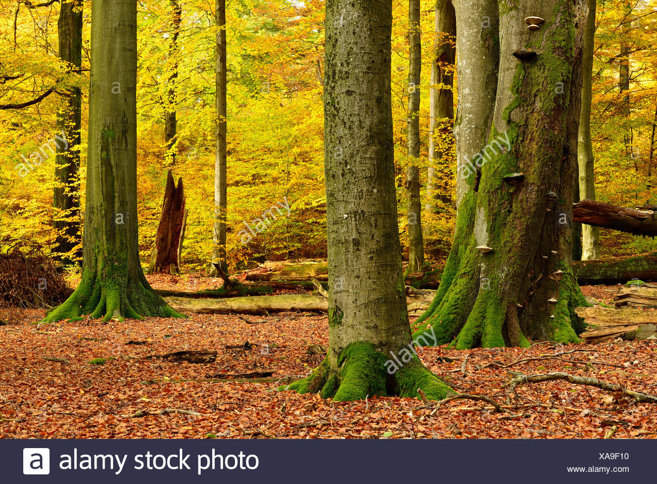 Naturpark Spessart Stockfotos & Naturpark Spessart Bilder - Alamy