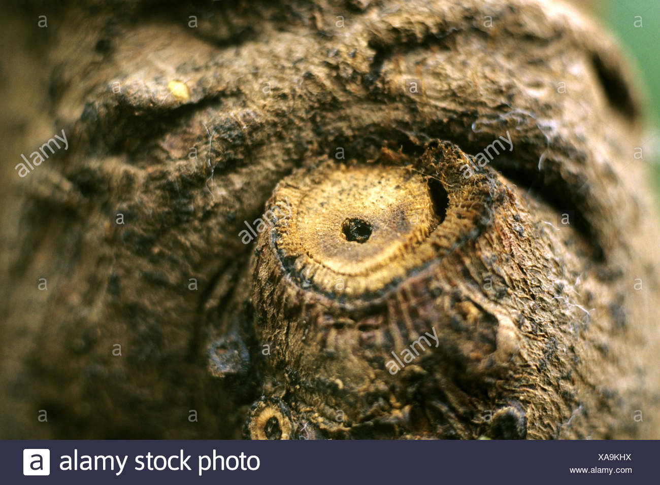Pachira Aquatica Stockfotos und -bilder Kaufen - Alamy
