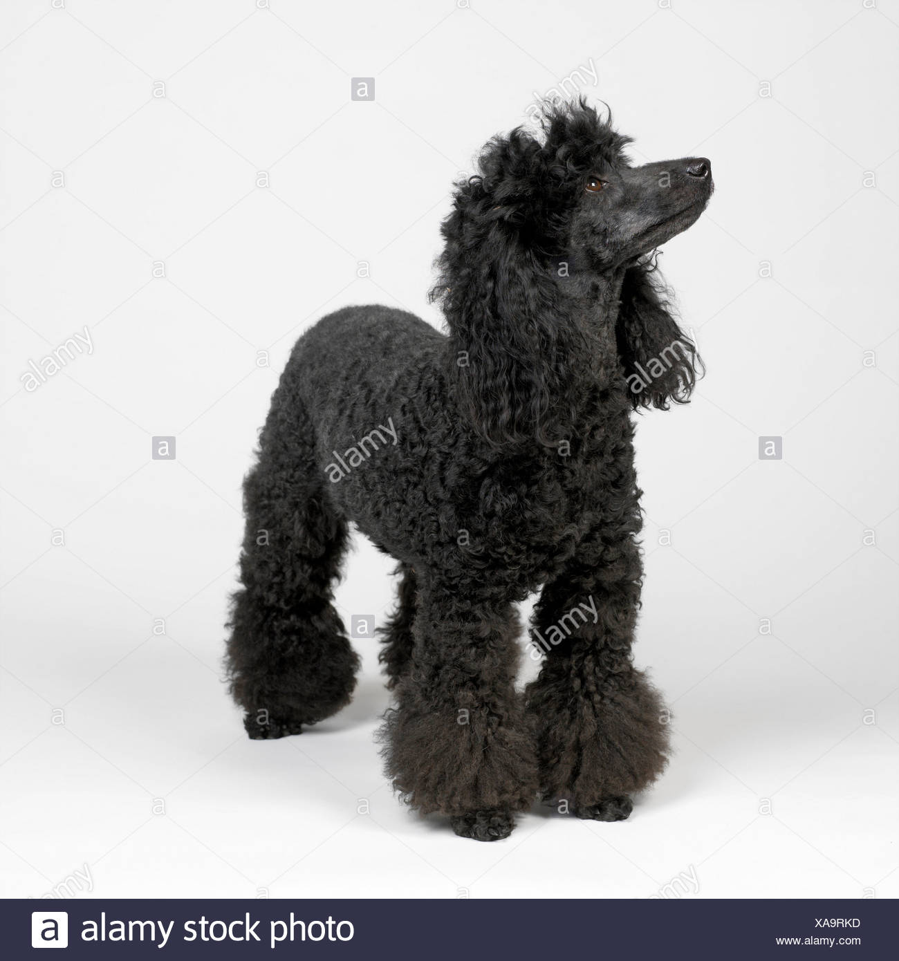 Black Poodle Stockfotos und -bilder Kaufen - Alamy