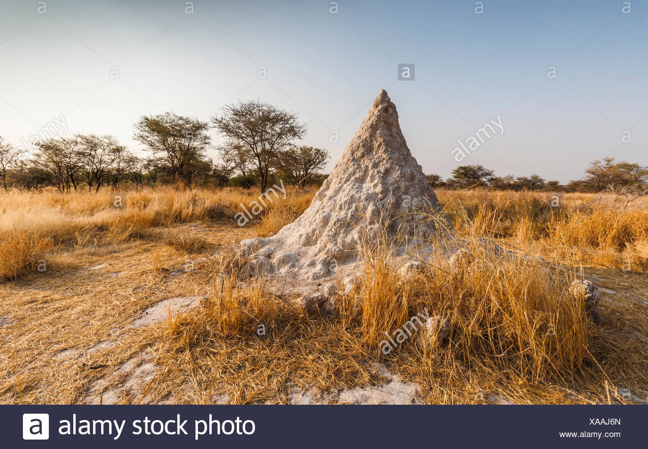 Termite Isoptera Stockfotos & Termite Isoptera Bilder - Alamy