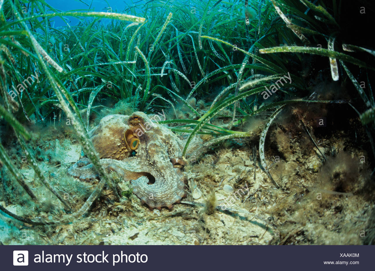 Octopus Vulgaris In Mediterranean Sea Stockfotos und -bilder Kaufen - Alamy