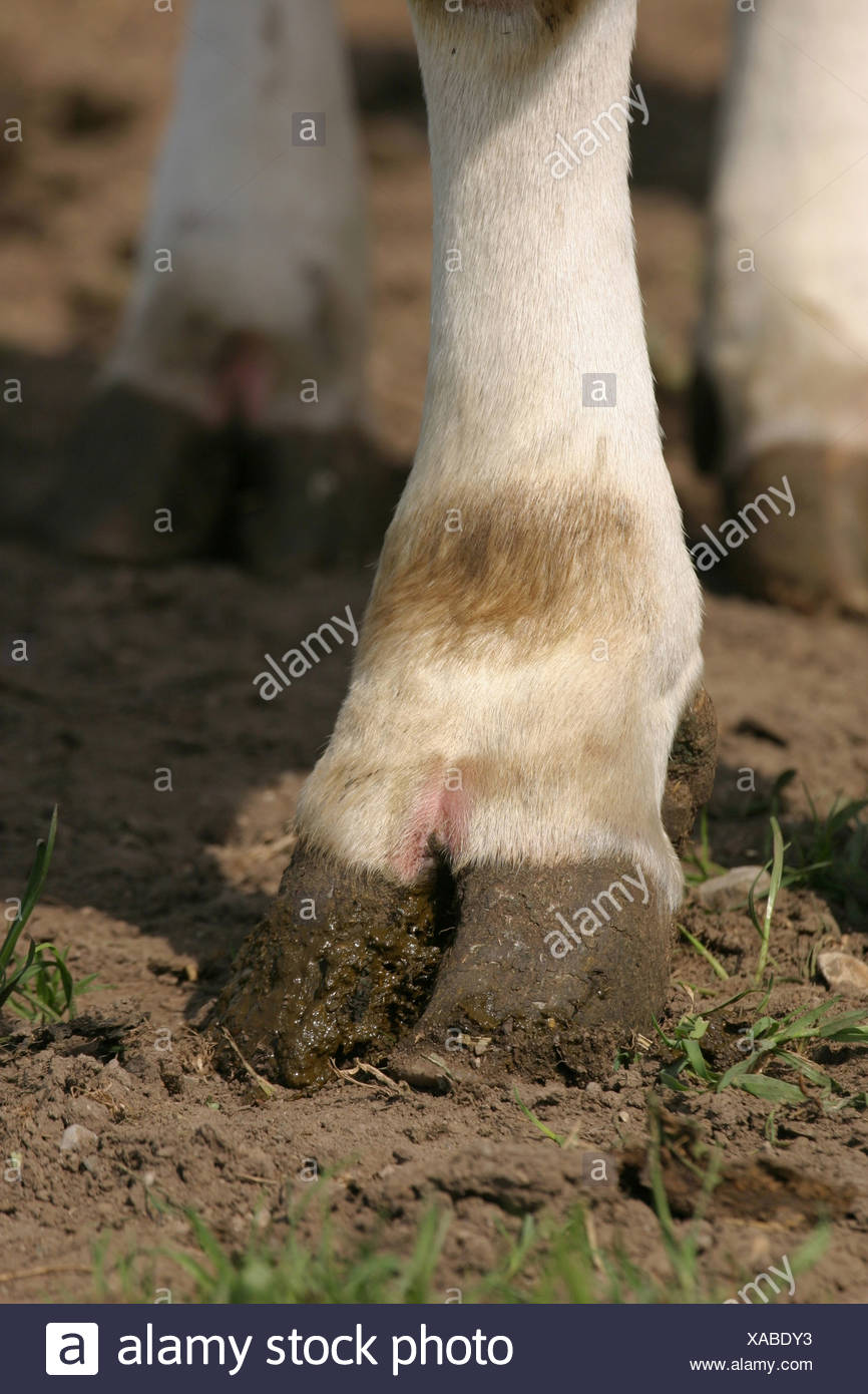 Cow Claw Stockfotos und -bilder Kaufen - Alamy