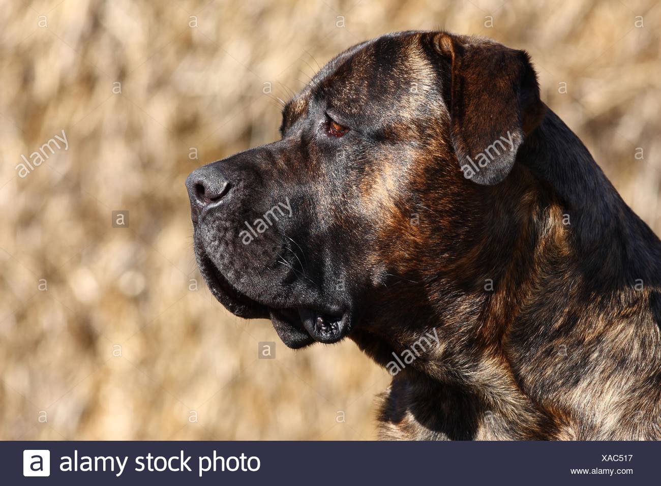 Dogo Canario Stockfotos und -bilder Kaufen - Alamy