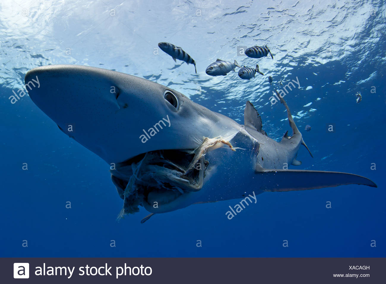 Shark Mouth Open Stockfotos & Shark Mouth Open Bilder - Alamy
