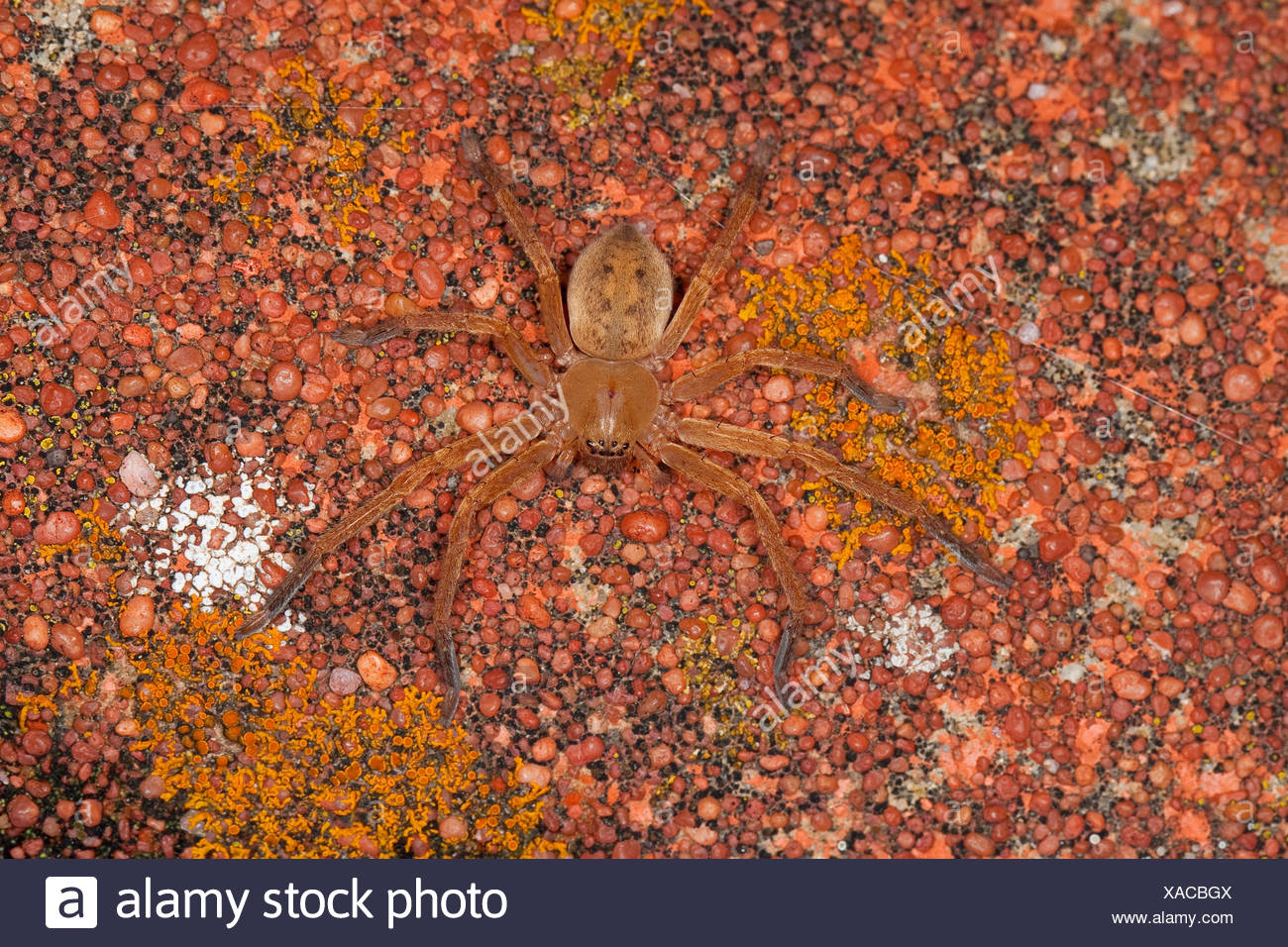 Giant Crab Spider Huntsman Spider Stockfotos und -bilder Kaufen - Alamy