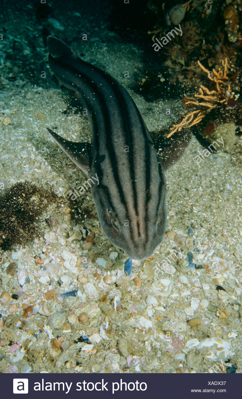 Poroderma Africanum Stockfotos & Poroderma Africanum Bilder - Alamy