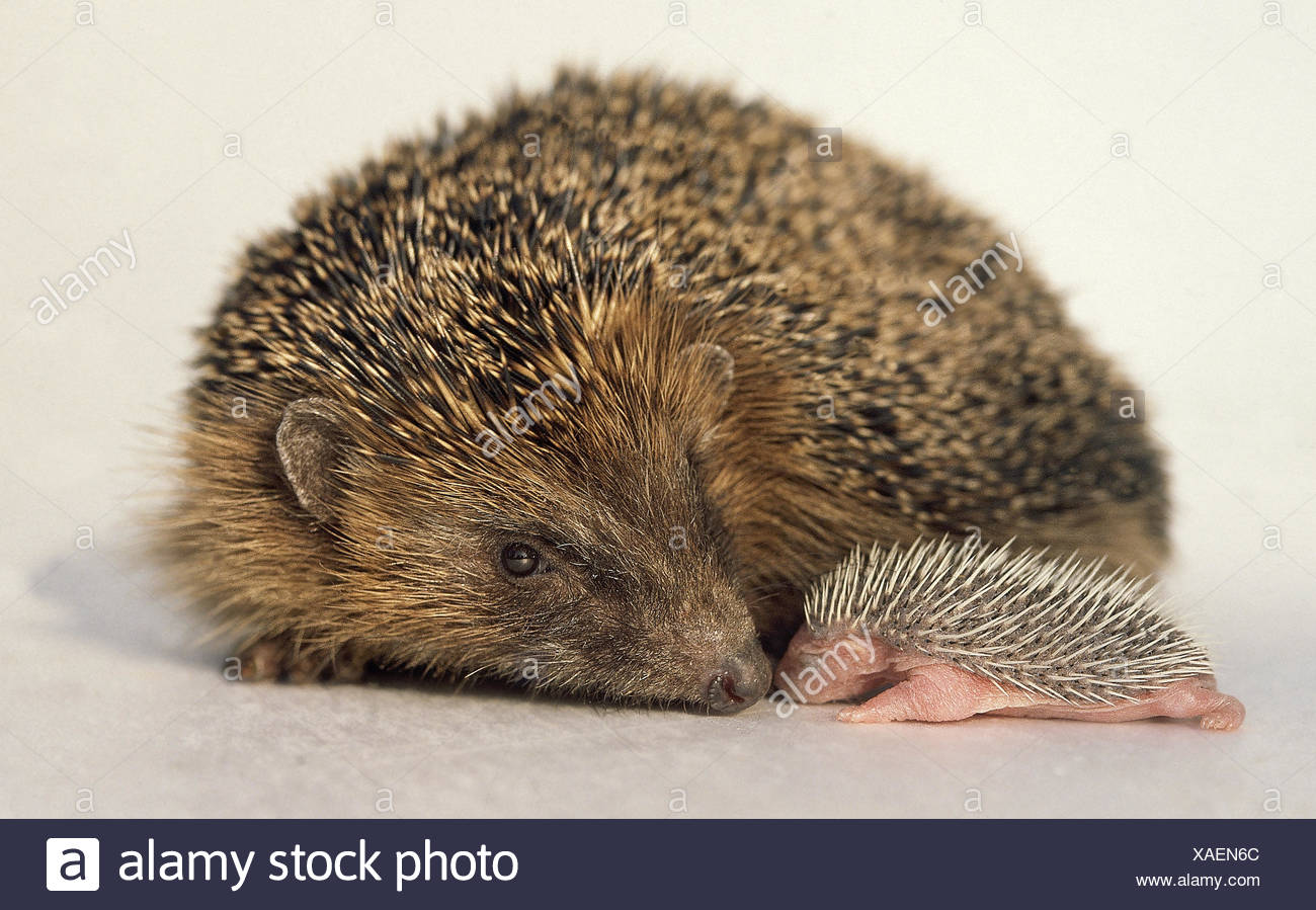 Igel Baby Stockfotos & Igel Baby Bilder - Alamy