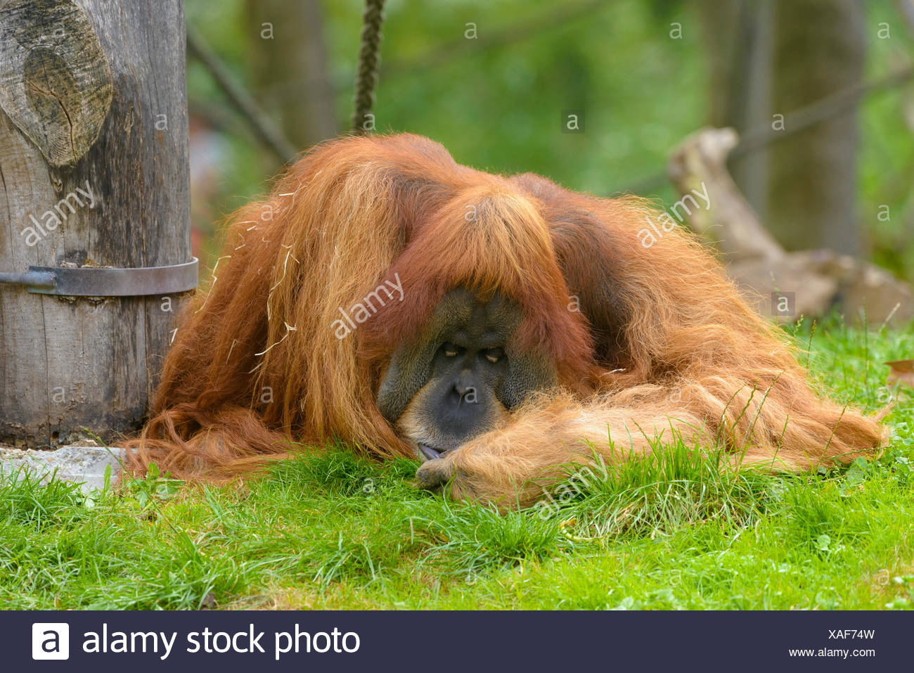 Sleeping Monkey Zoo Stockfotos und -bilder Kaufen - Alamy