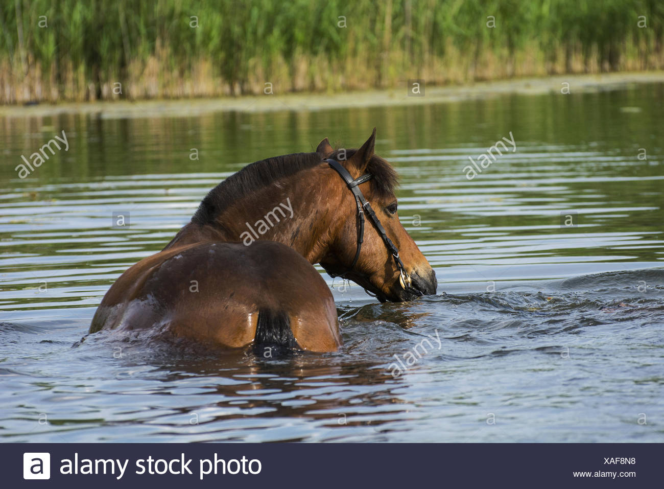 Pferde Schwimmen Stockfotos und -bilder Kaufen - Alamy