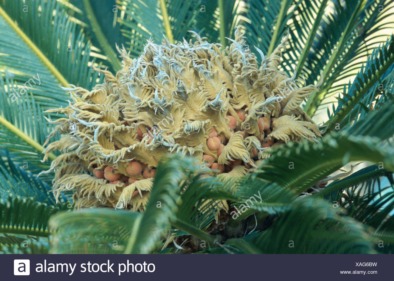 Female Sago Palm Cycas Revoluta Stockfotos & Female Sago Palm Cycas ...