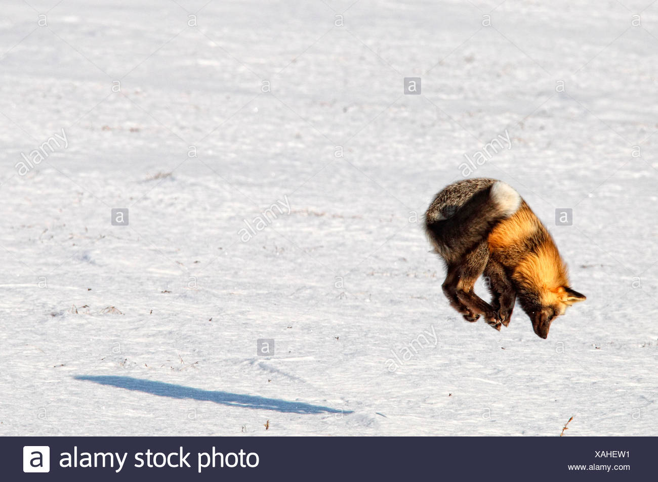 Fox Leaping Snow Stockfotos & Fox Leaping Snow Bilder - Alamy