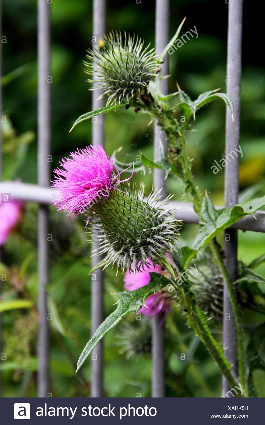 Cirsium Lanceolatum Stockfotos & Cirsium Lanceolatum Bilder - Alamy