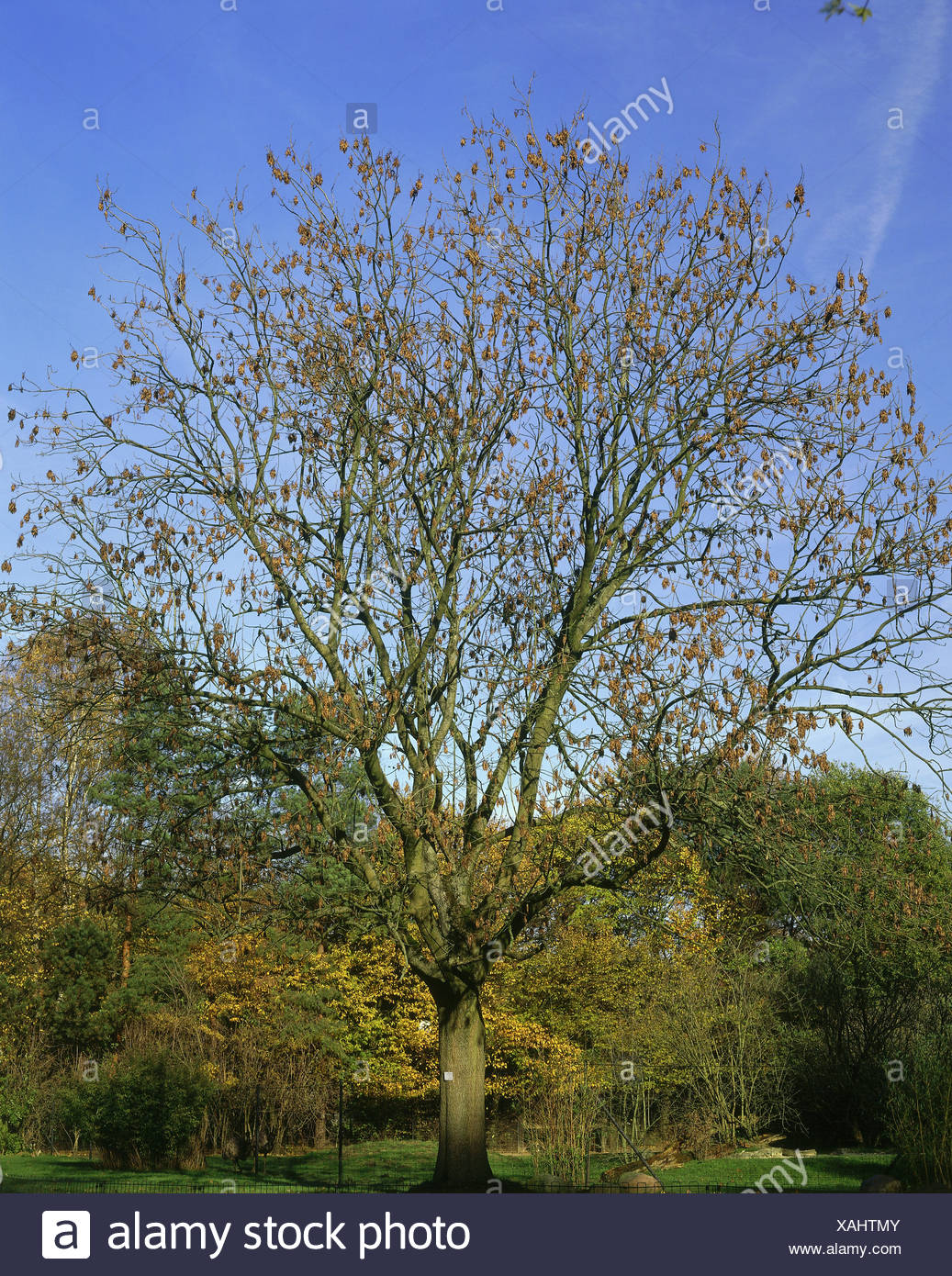 Gemeine Esche Stockfotos und -bilder Kaufen - Alamy