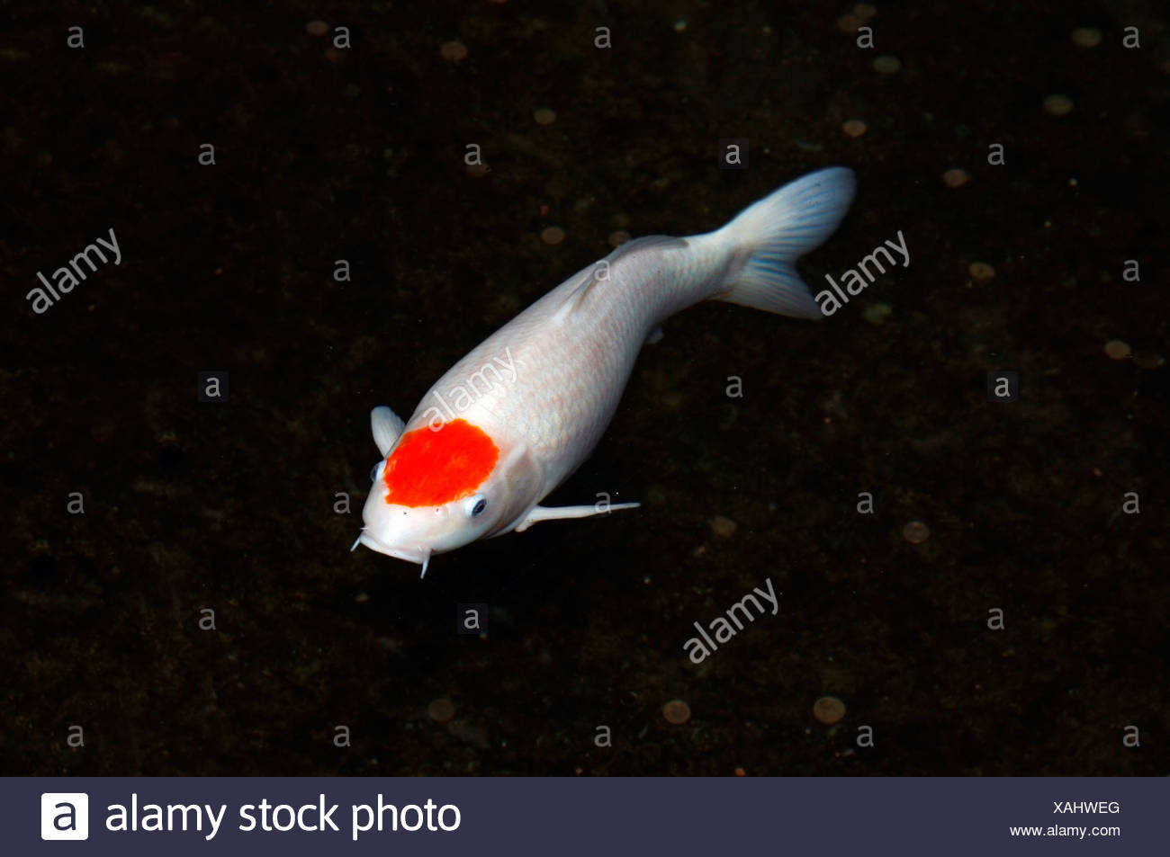 Japanischer Koi Karpfen Stockfotos und -bilder Kaufen - Alamy
