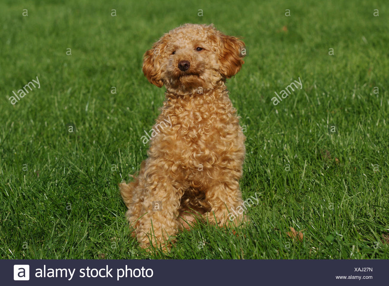 Miniature Poodle Stockfotos und -bilder Kaufen - Alamy