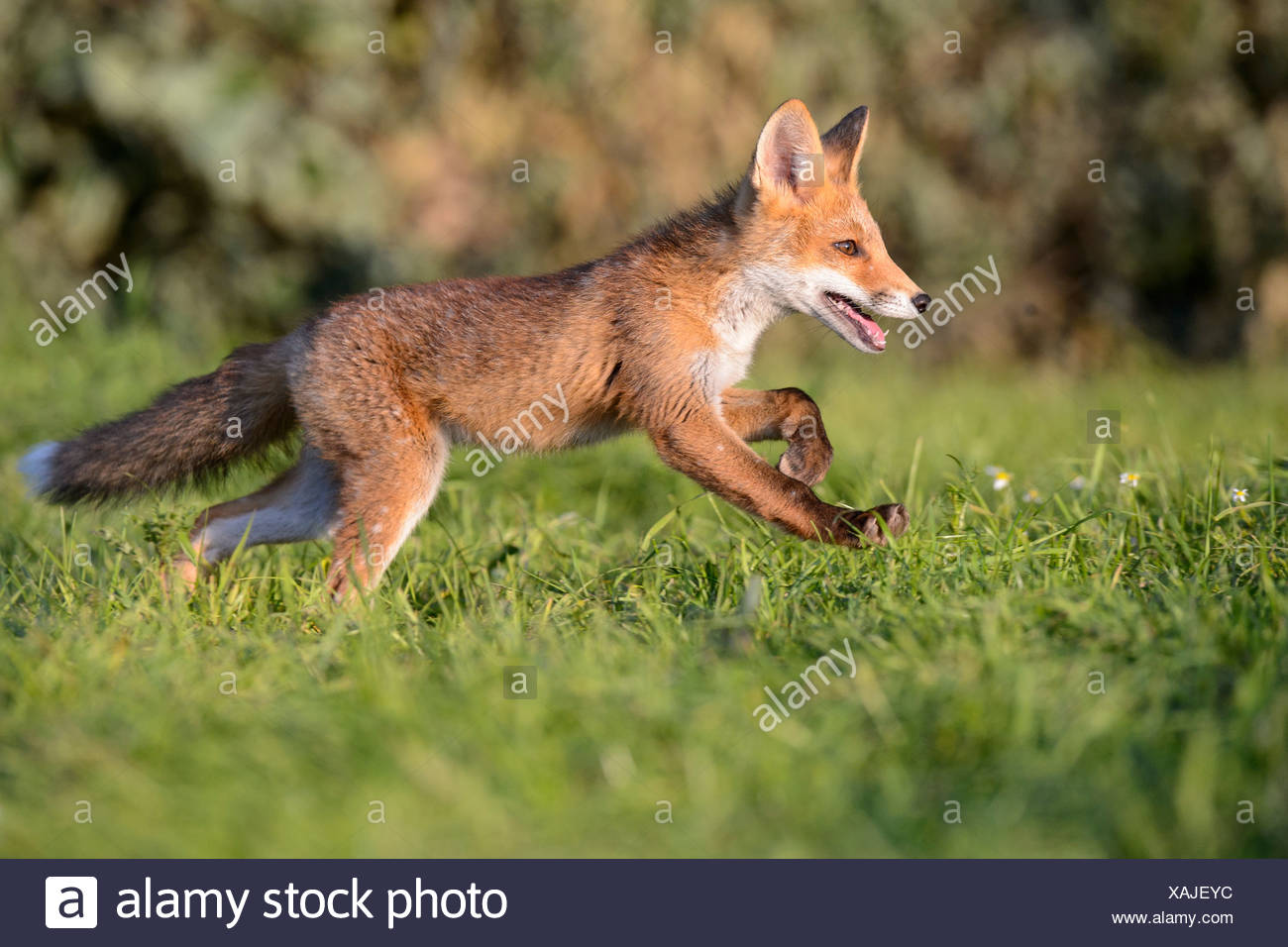 Rennender Fuchs Stockfotos und -bilder Kaufen - Alamy