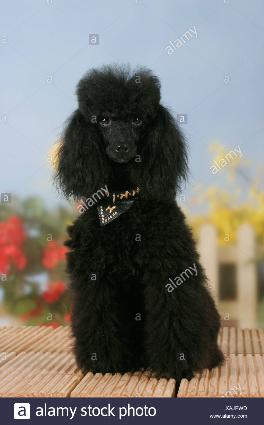 Schwarzer Pudel Stockfotos und -bilder Kaufen - Alamy