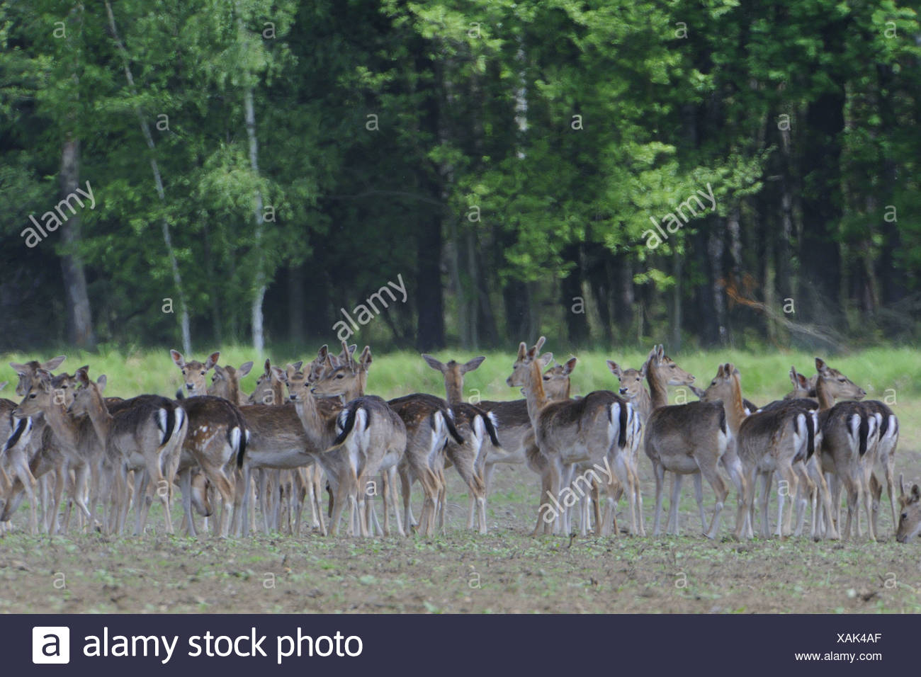 Damwild Herde Stockfotos und -bilder Kaufen - Alamy