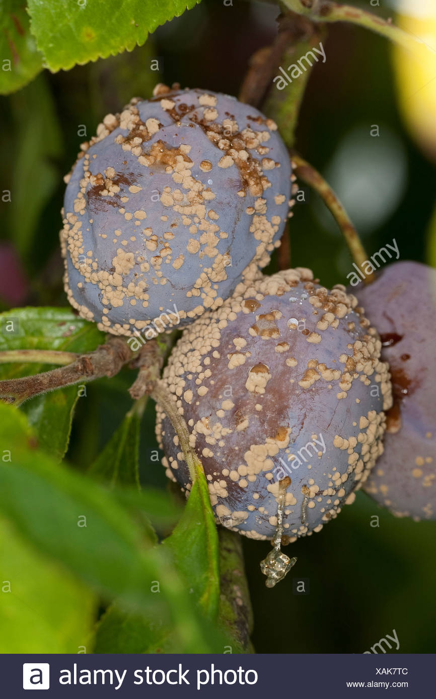 Pflaumenbaum Krankheit Stockfotos und -bilder Kaufen - Alamy