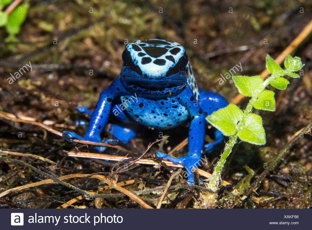 Blauer Pfeilgiftfrosch Stockfotos und -bilder Kaufen - Alamy