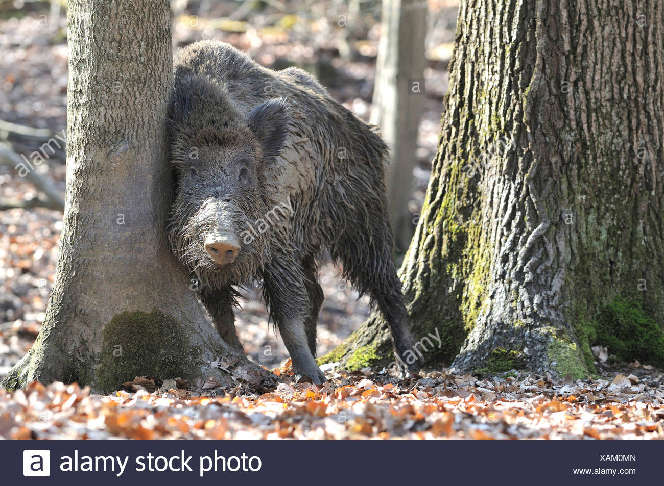 Wild Boar Sus Rubbing Tree Stockfotos & Wild Boar Sus Rubbing Tree ...