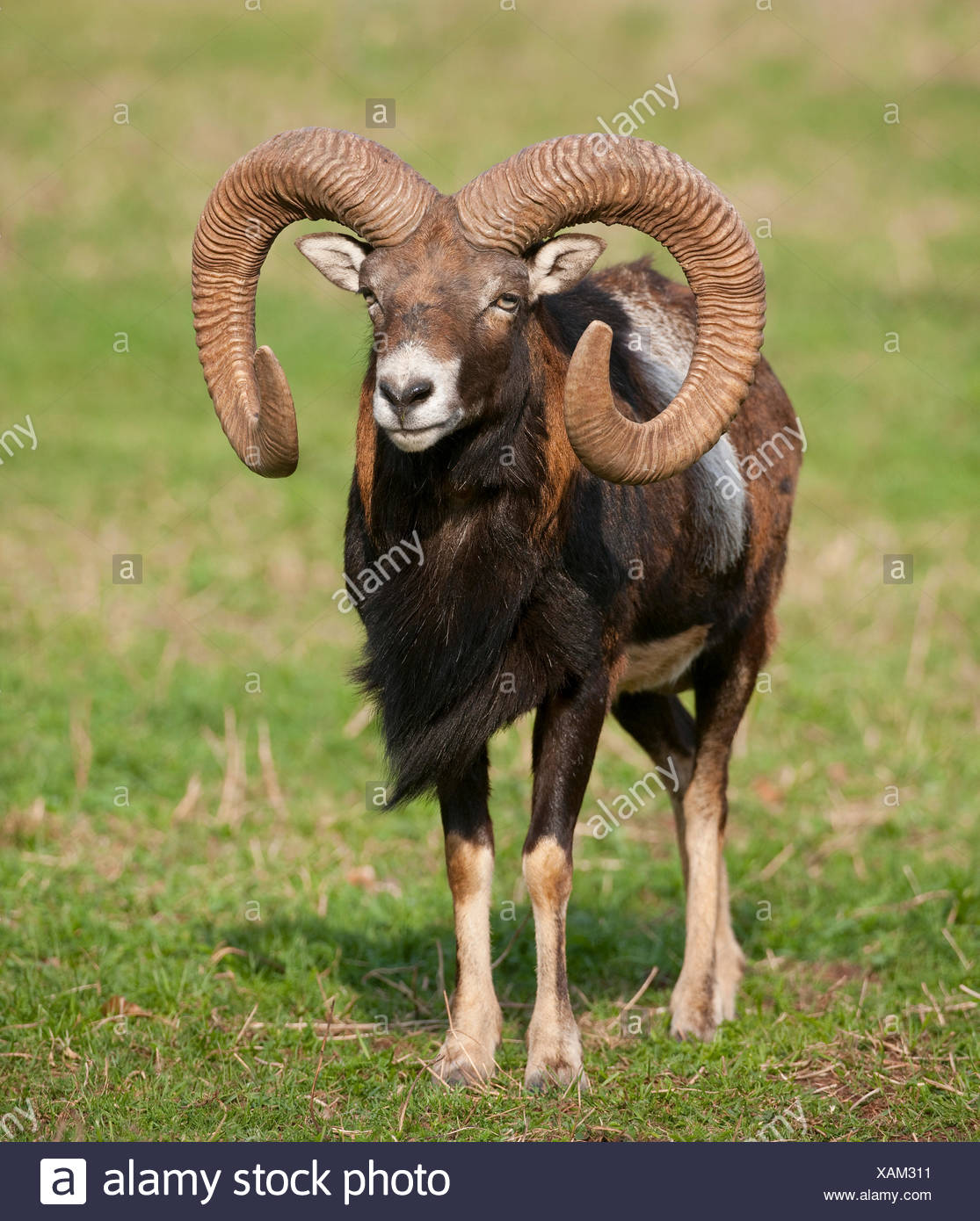 European Mouflon Sheep Ovis Ammon Stockfotos und -bilder Kaufen - Alamy