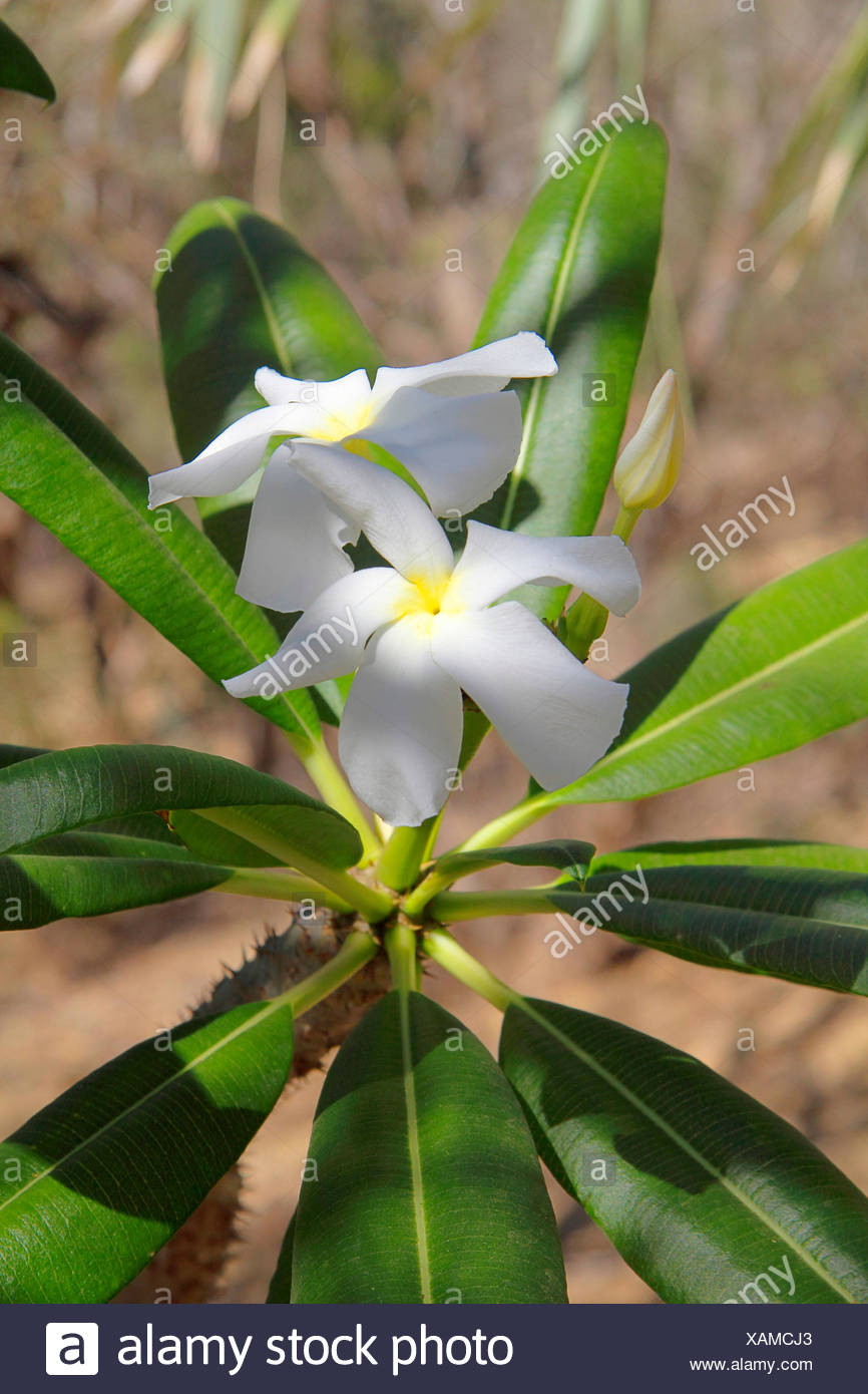 Madagascar Native Plant Stockfotos & Madagascar Native Plant Bilder - Alamy