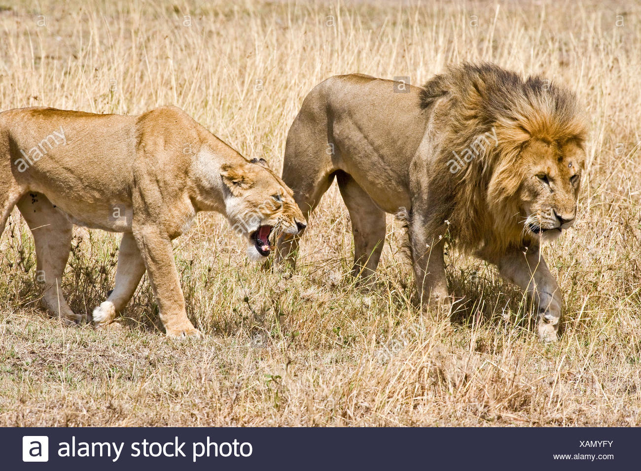 2 Männliche Löwen Gehen Stockfotos & 2 Männliche Löwen Gehen Bilder - Alamy