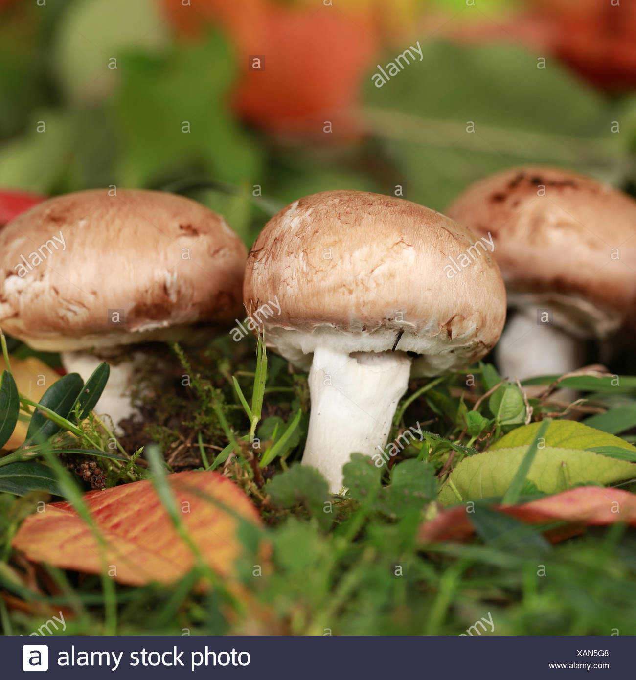 Wald Champignon Stockfotos und -bilder Kaufen - Alamy